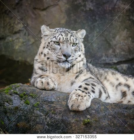 Closeup Adult Snow Image & Photo (Free Trial) | Bigstock