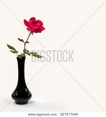 Single Red Rose Black Image & Photo (Free Trial) | Bigstock