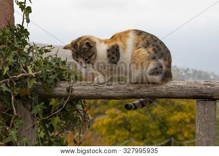 Tricolor Cat Sits On Image & Photo (Free Trial) | Bigstock