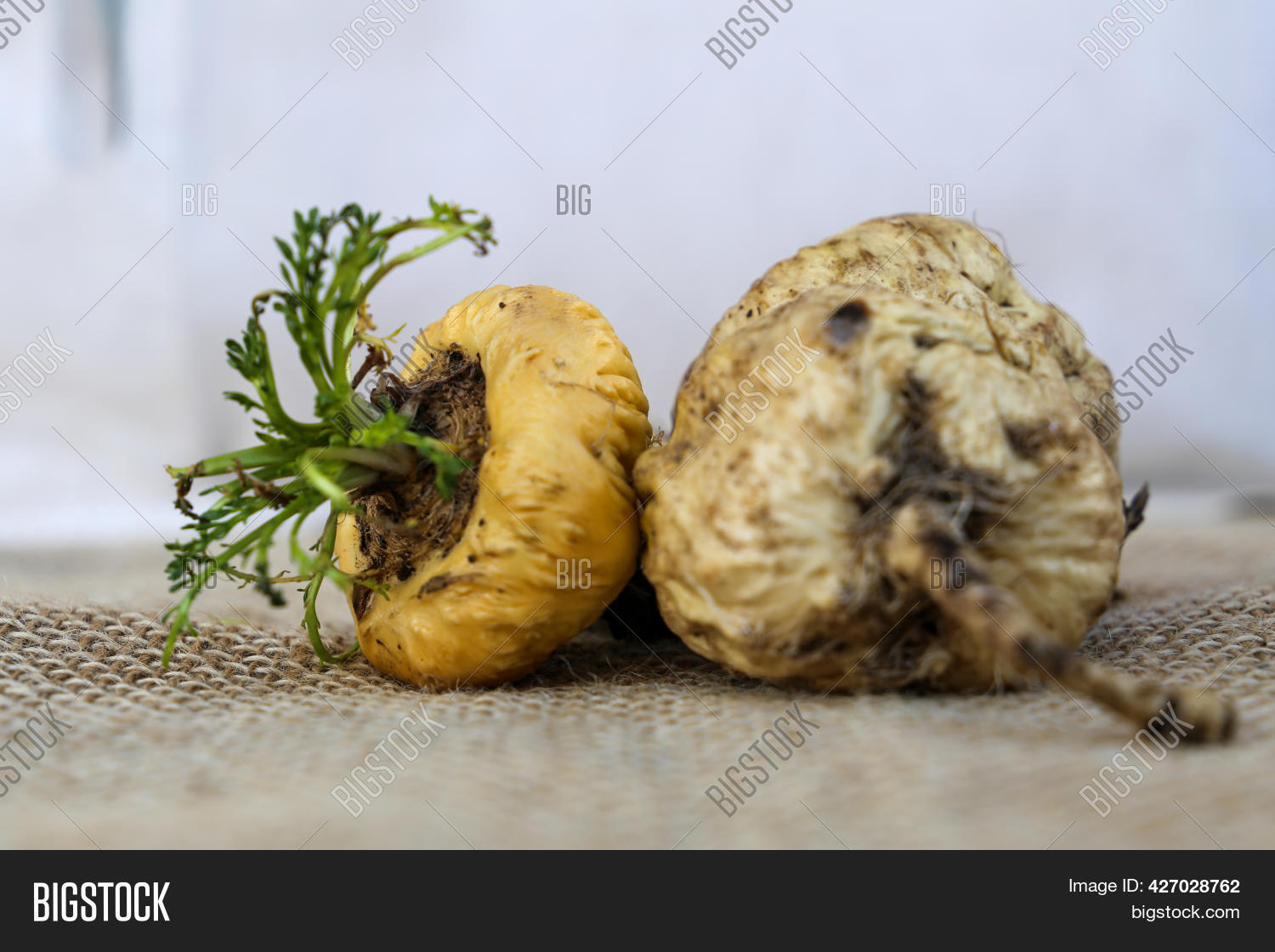 Maca. Peruvian Root Image & Photo (Free Trial) | Bigstock