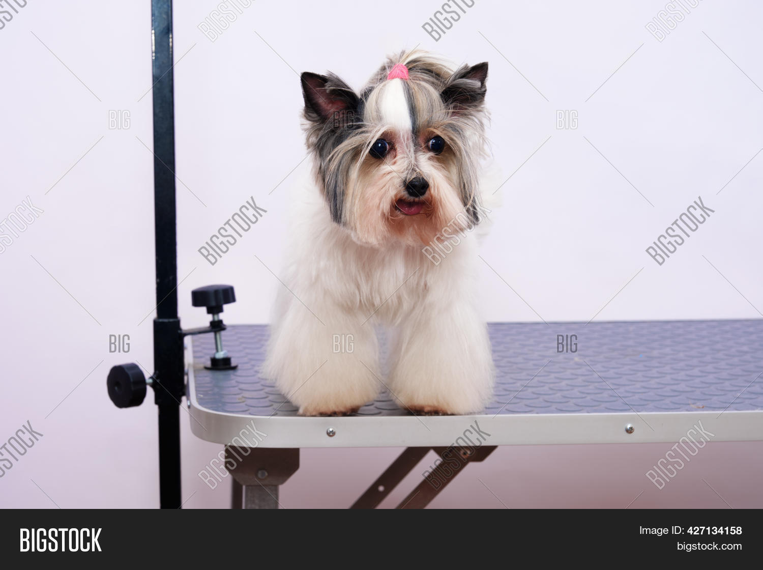 Mini Biewer Yorkshire Image & Photo (Free Trial) | Bigstock