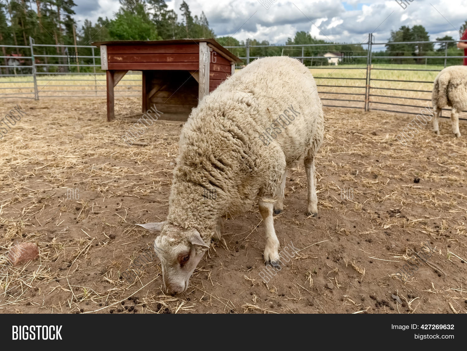 Beige Sheep Paddock Image & Photo (Free Trial) | Bigstock