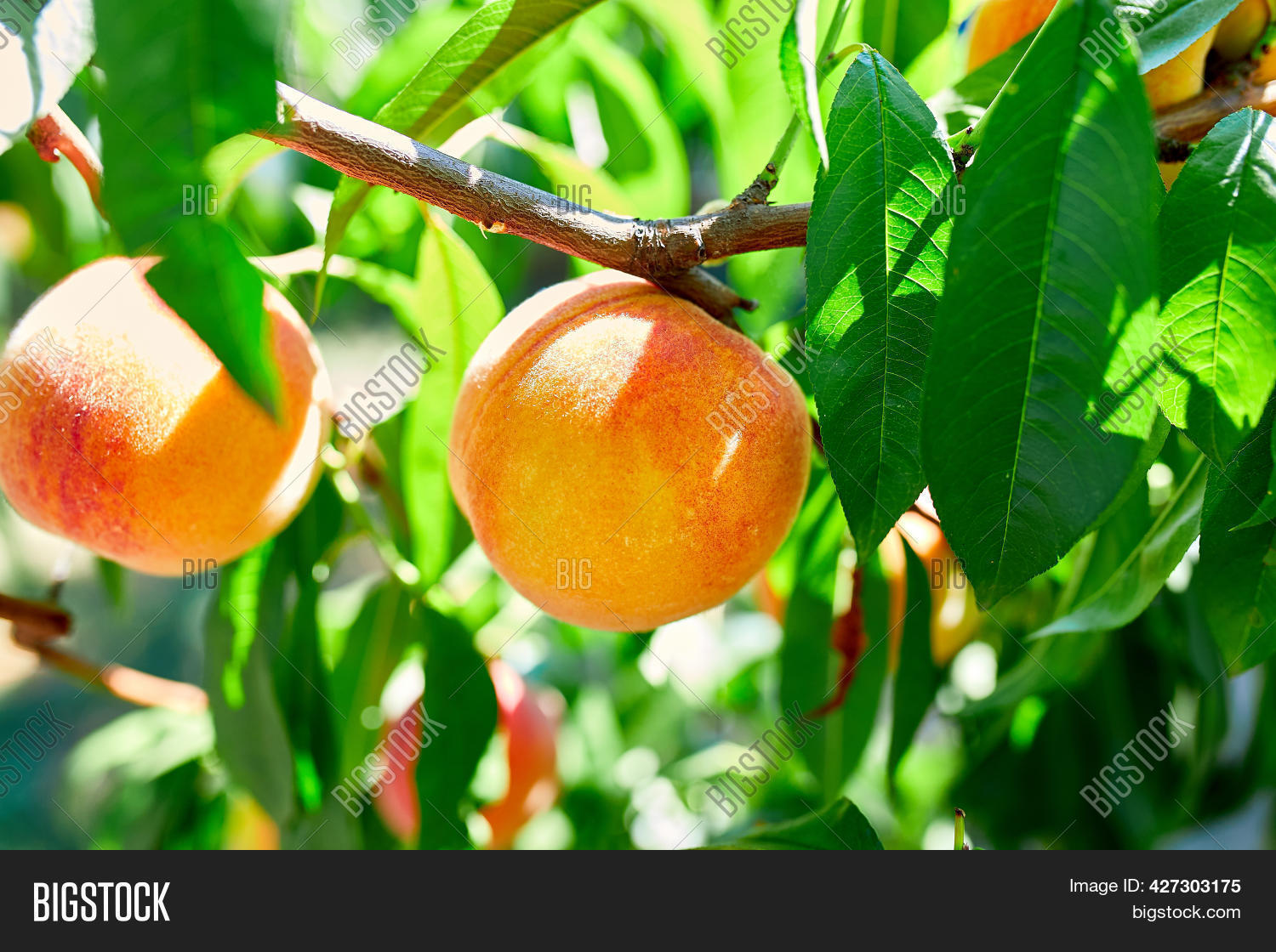 Peaches On Tree, Ripe Image & Photo (Free Trial) | Bigstock