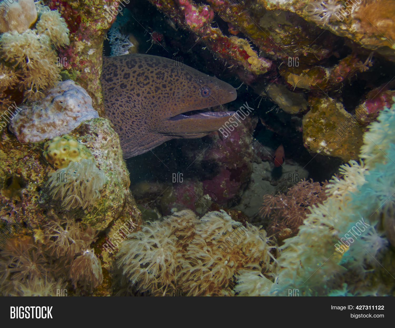 Moray Eel Hunting On Image & Photo (Free Trial) | Bigstock