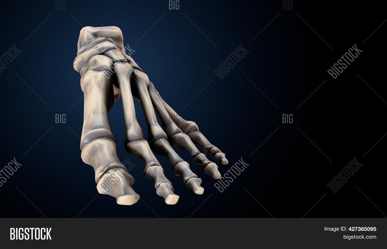 3d Illustration Human Image & Photo (Free Trial) | Bigstock