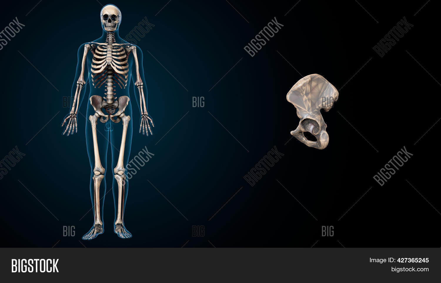 Human Skeleton Hip Image & Photo (Free Trial) | Bigstock