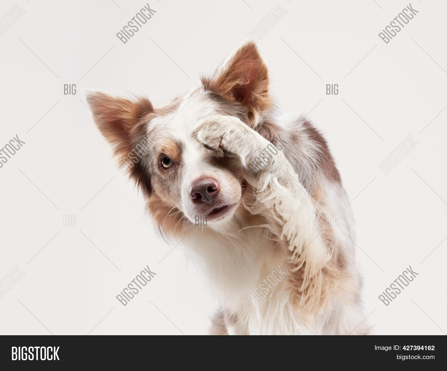Dog Waving Paw. Happy Image & Photo (Free Trial) | Bigstock