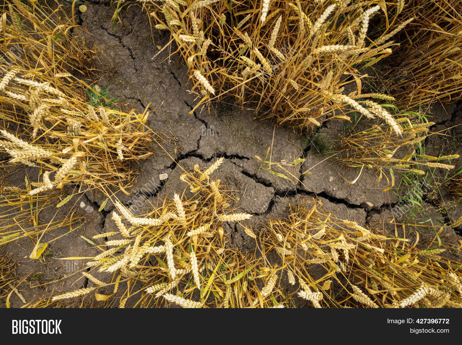 Drought Bad Harvest - Image & Photo (Free Trial) | Bigstock