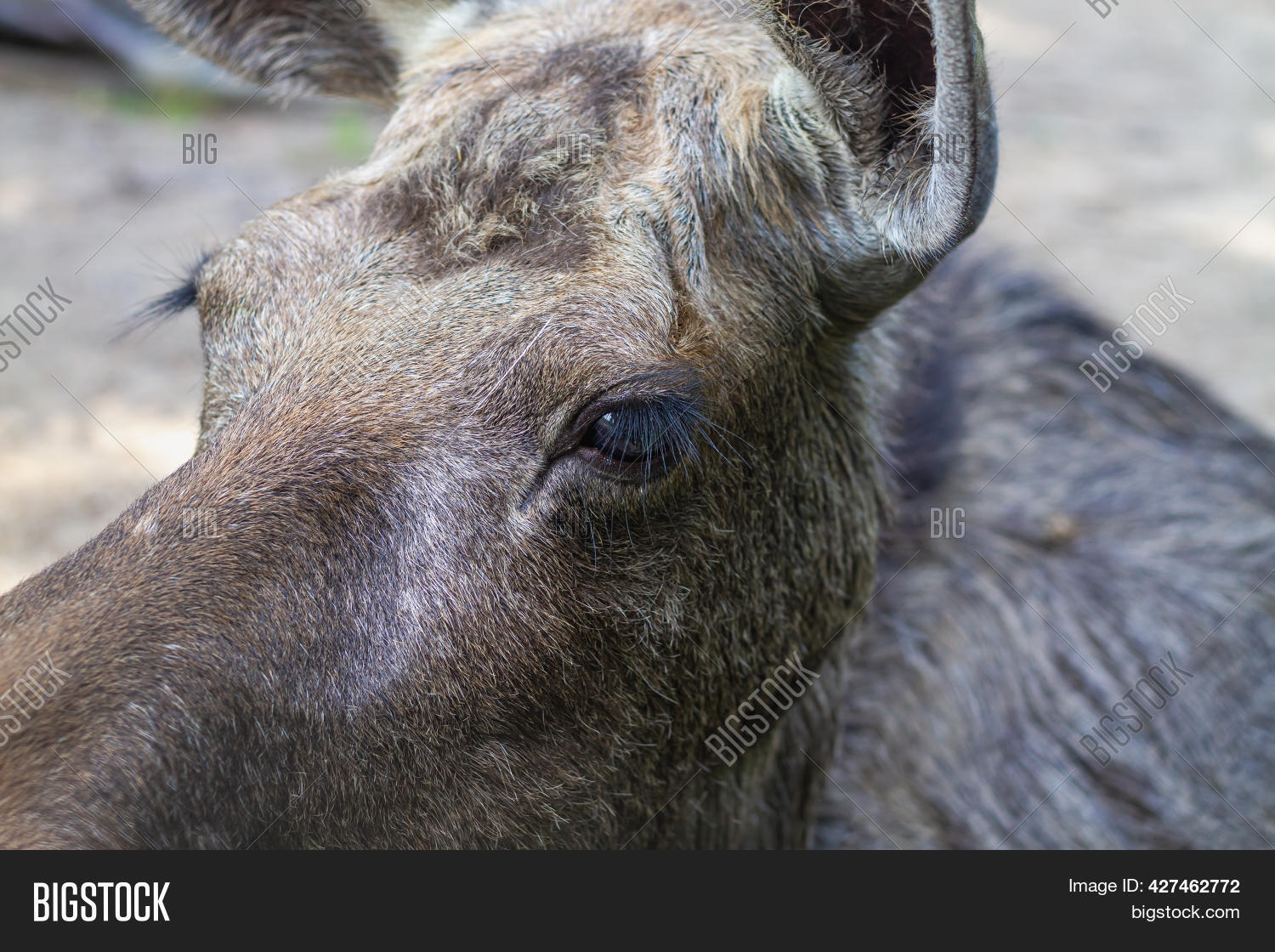 Muzzle Moose Sad Image & Photo (Free Trial) | Bigstock
