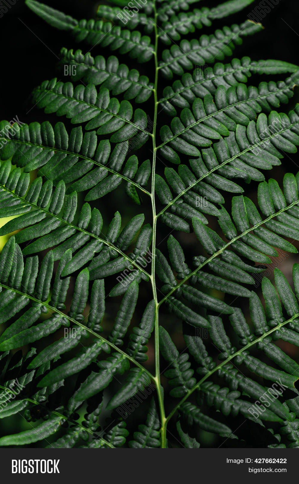 Green Fern Tree Image & Photo (Free Trial) | Bigstock