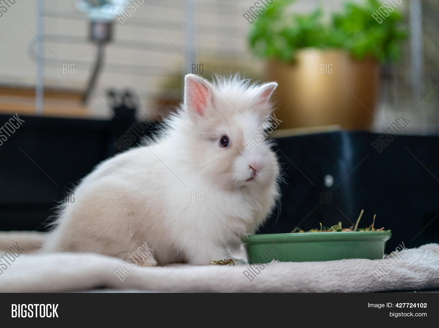 White Dwarf Rabbit Image & Photo (Free Trial) | Bigstock