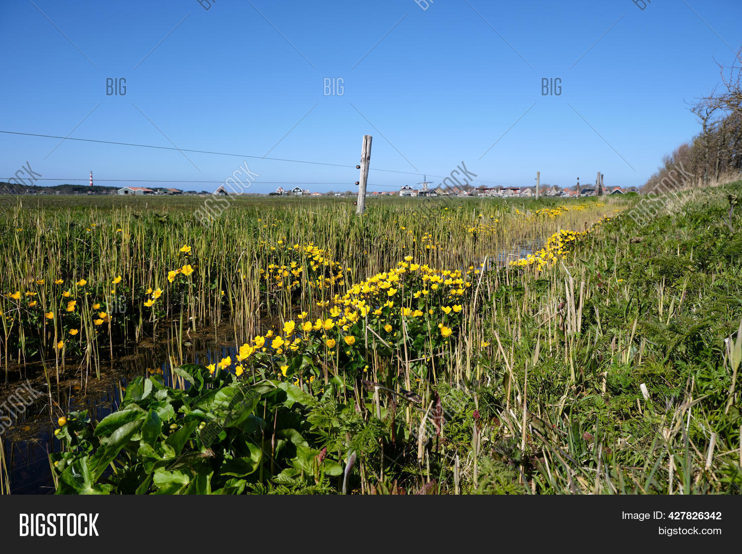 Typical Dutch Polder Image & Photo (Free Trial) | Bigstock