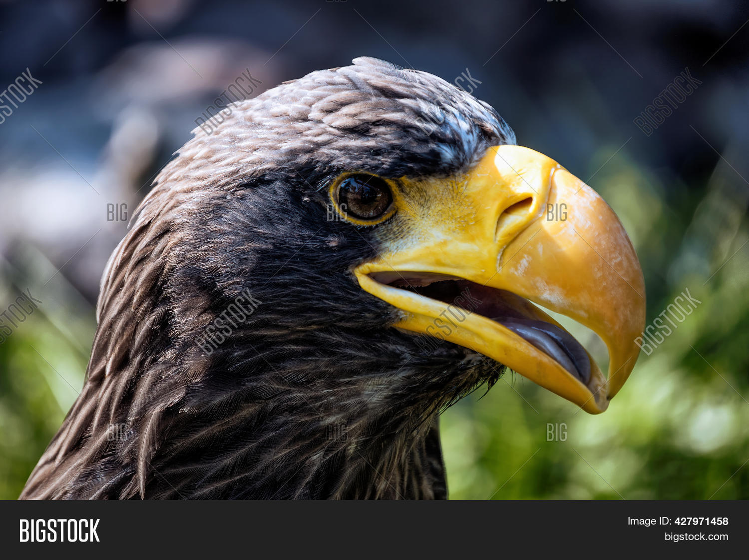 Big Eagle Yellow Beak Image & Photo (Free Trial) | Bigstock