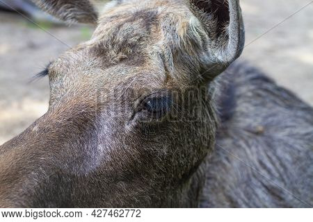 Muzzle Moose Sad Image & Photo (Free Trial) | Bigstock