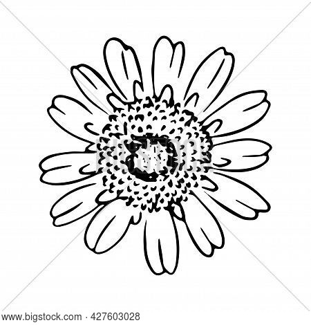 Daisy Hand Drawn Vector & Photo (Free Trial) | Bigstock
