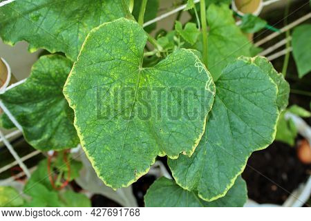 Leaves Of The Ivy Family That Are Downy Mildew. - Stock Image - Everypixel