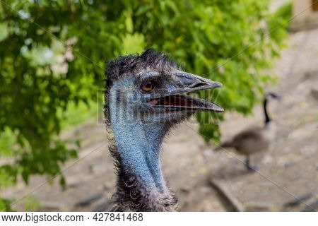 Australian Blue Emu Image & Photo (Free Trial) | Bigstock