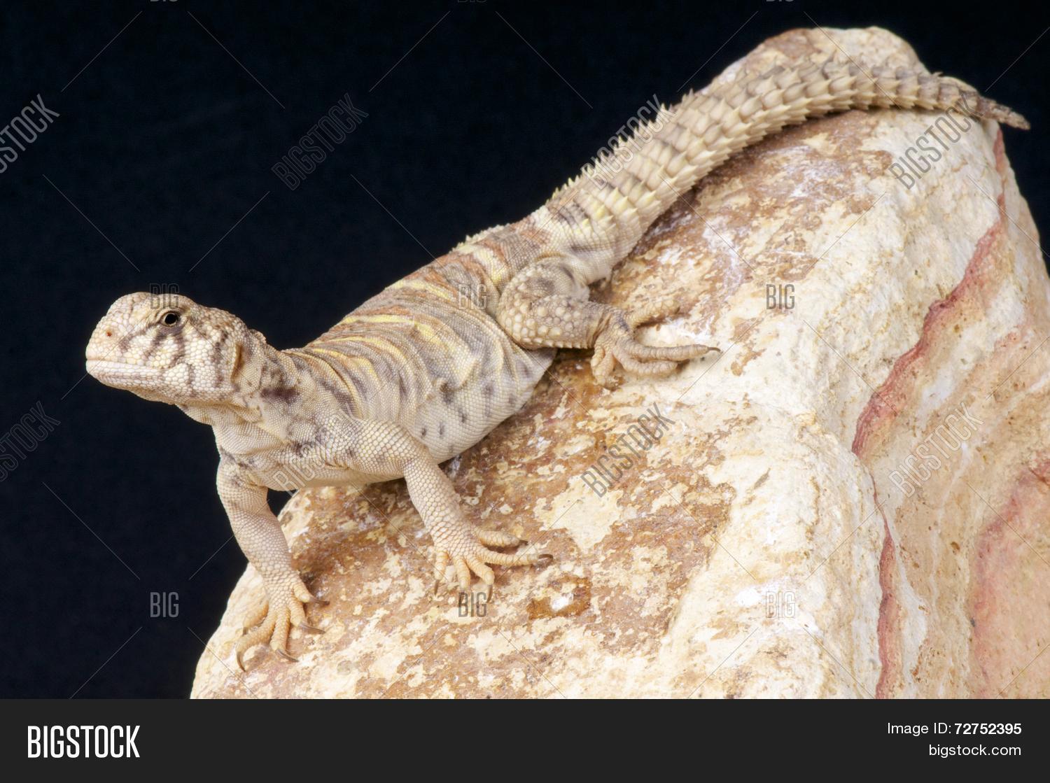 Ornate Mastigure / Image & Photo (Free Trial) | Bigstock