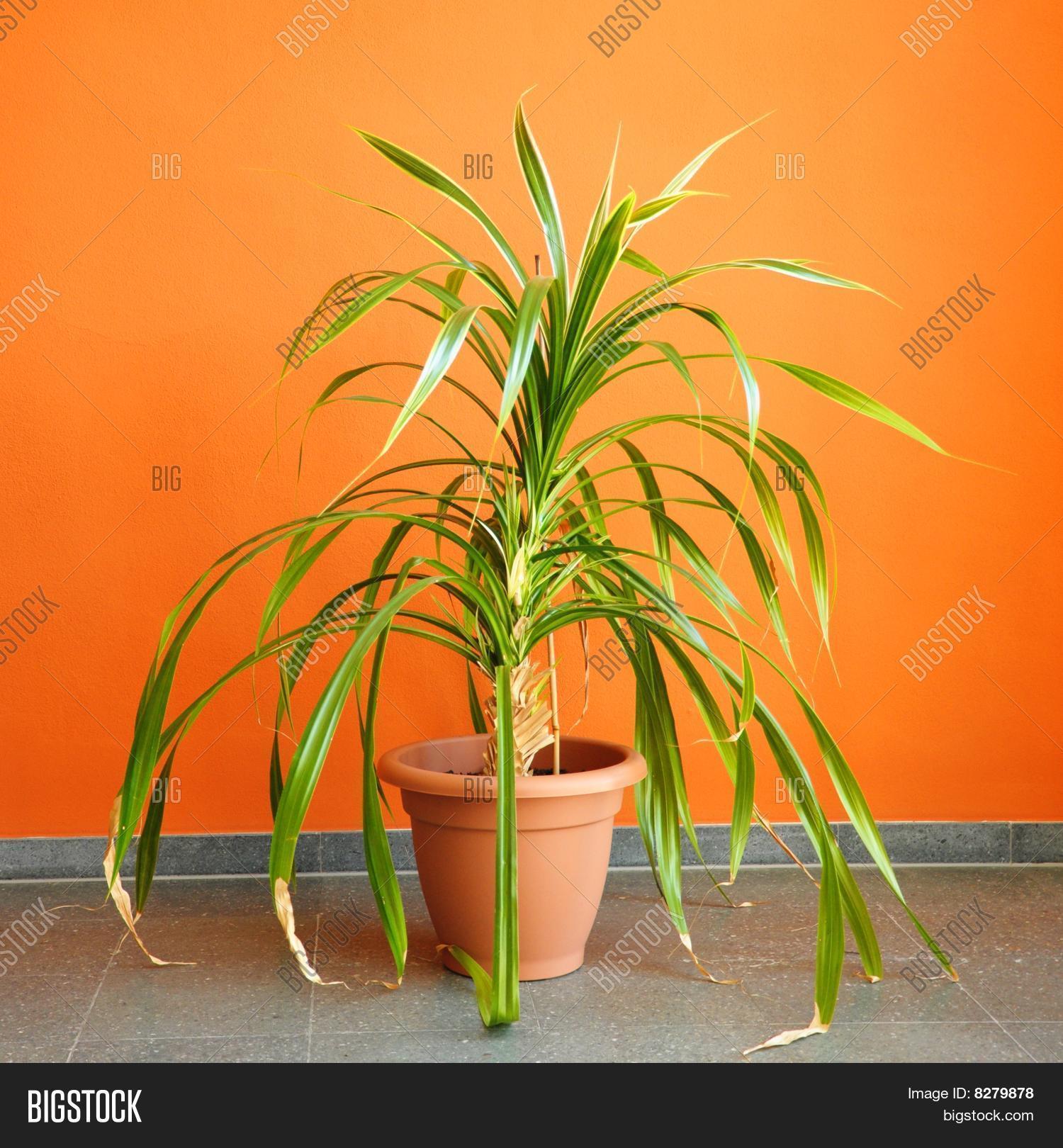 Pooted Plant Copyspace Image & Photo (Free Trial) | Bigstock