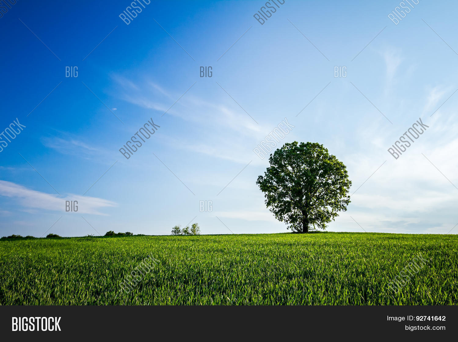 Lonely Big Tree Image & Photo (Free Trial) | Bigstock