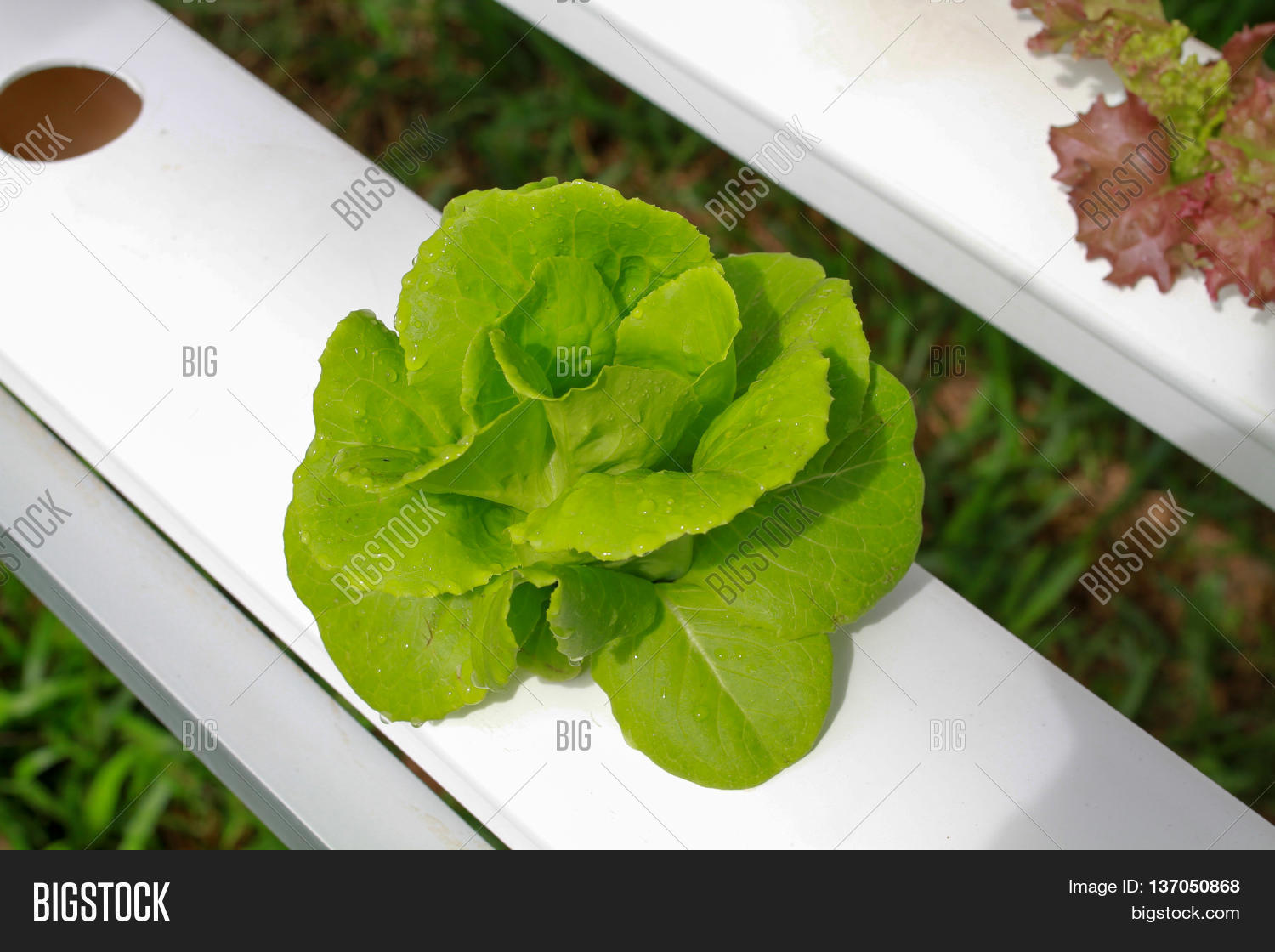 Step Set-grown Image & Photo (Free Trial) | Bigstock