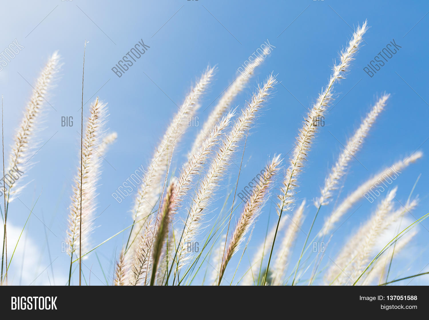 Cogon Grass On Blue Image & Photo (Free Trial) | Bigstock