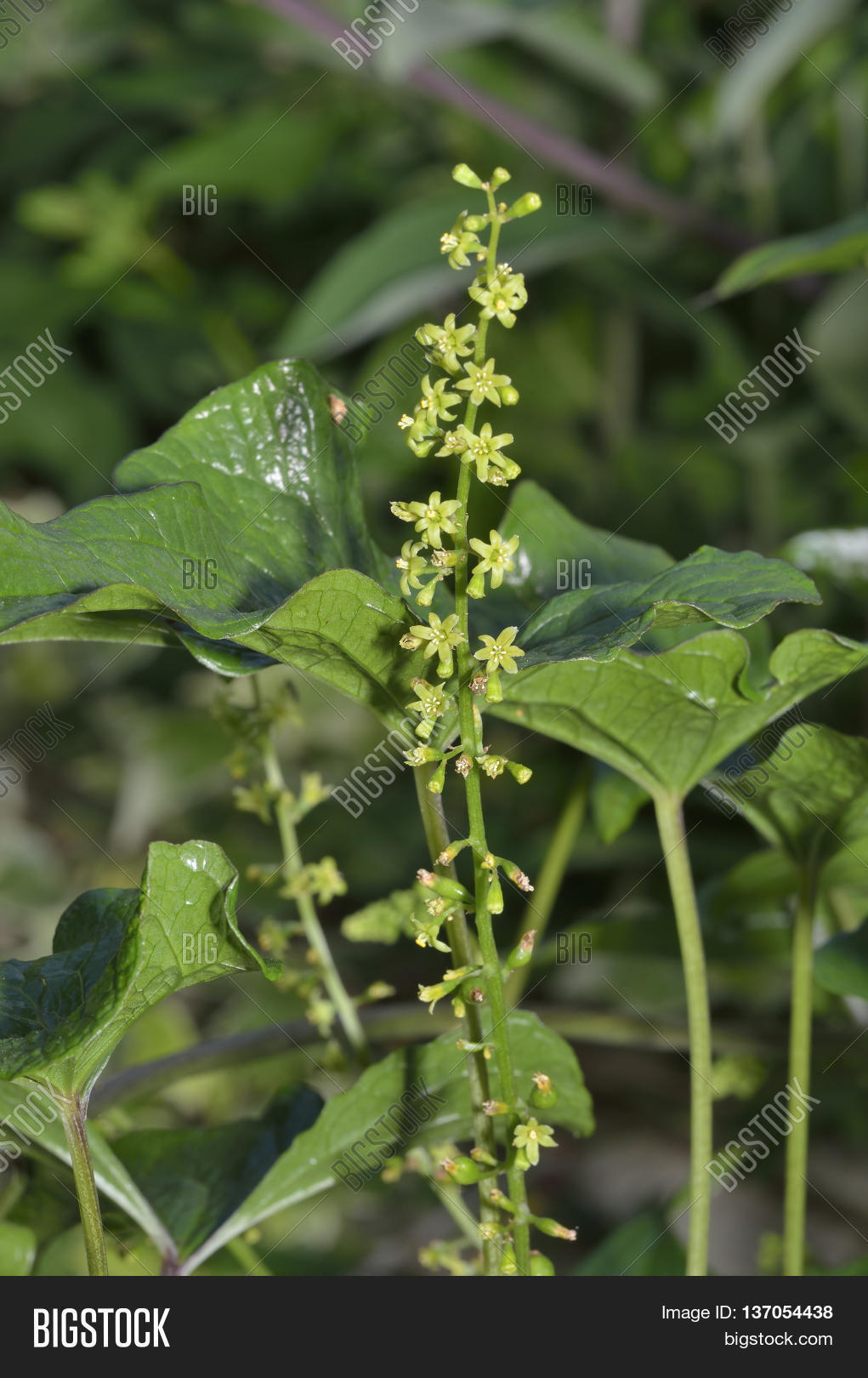 Black Bryony Flowers Image & Photo (Free Trial) | Bigstock
