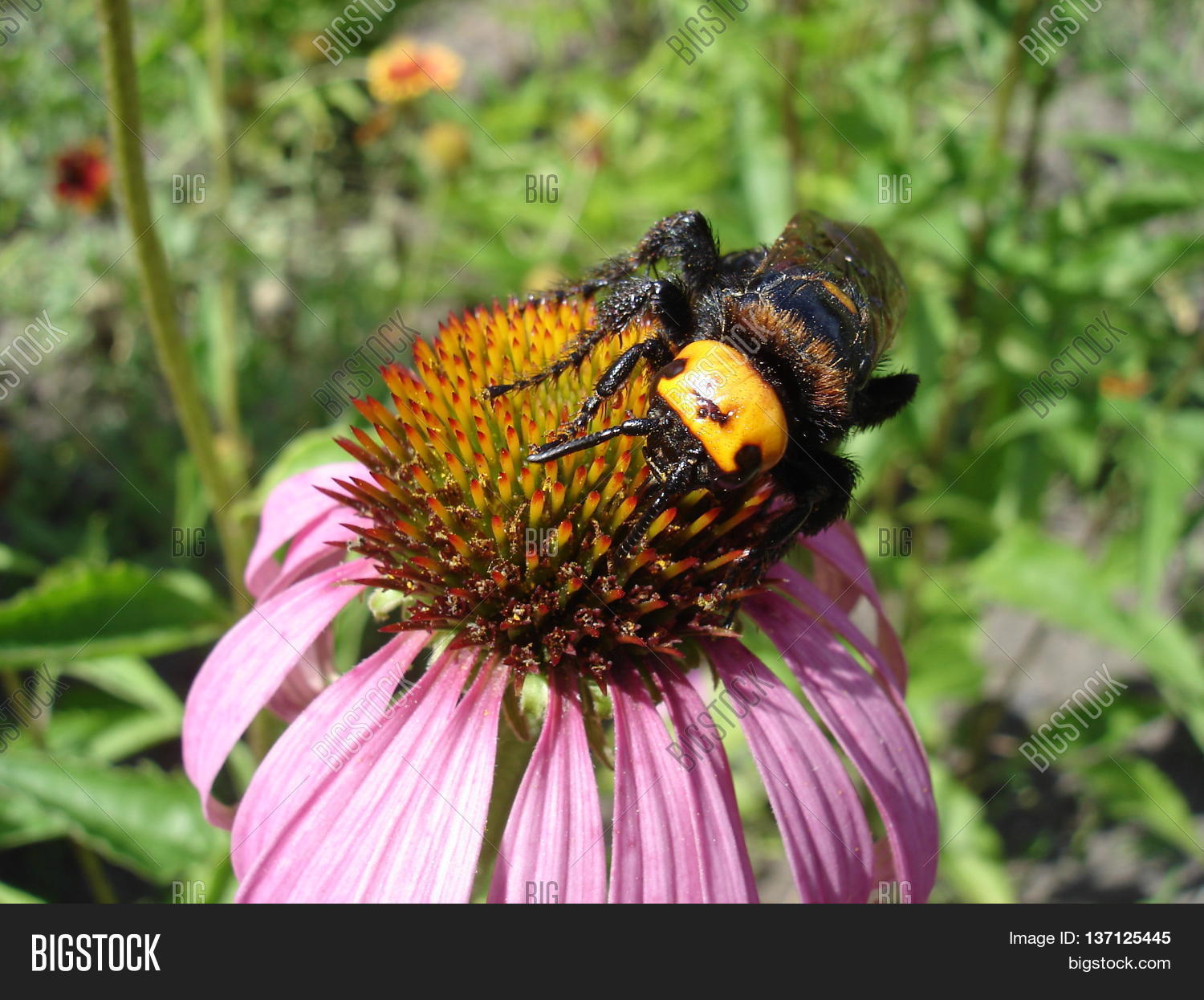 Mammoth Wasp Female ( Image & Photo (Free Trial) | Bigstock