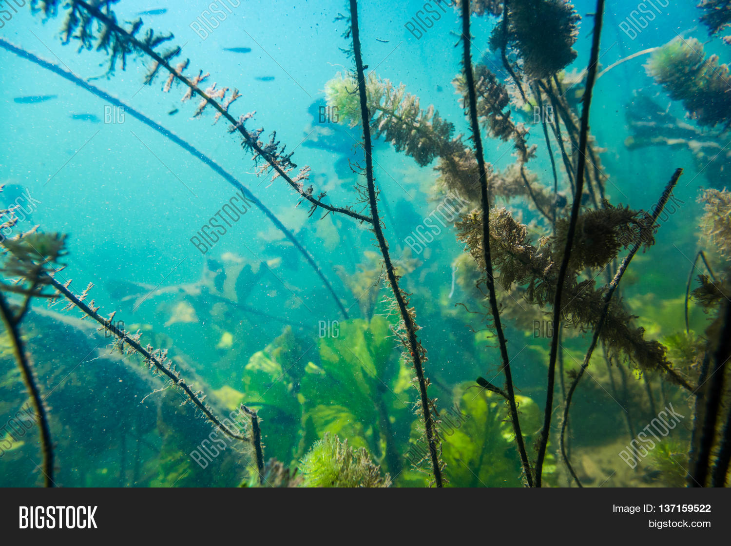 Underwater River Image & Photo (Free Trial) | Bigstock