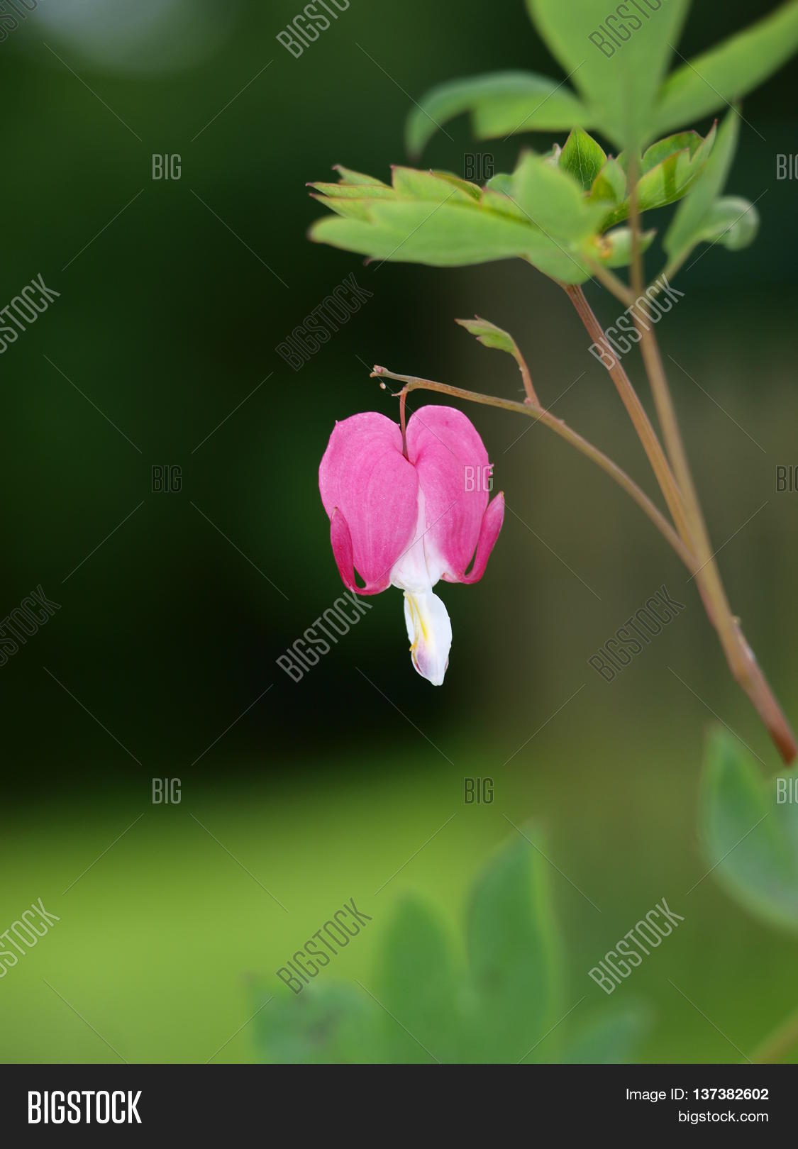 Single Bleeding Heart Image & Photo (Free Trial) | Bigstock