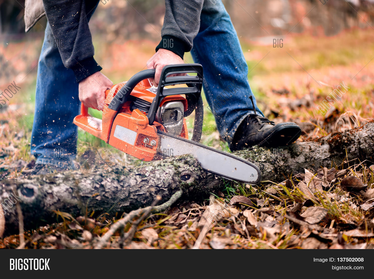 Adult Man Cutting Image & Photo (Free Trial) | Bigstock