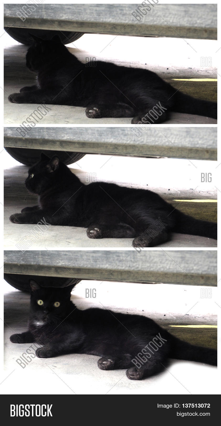 Black Cat Three Face Image & Photo (Free Trial) | Bigstock