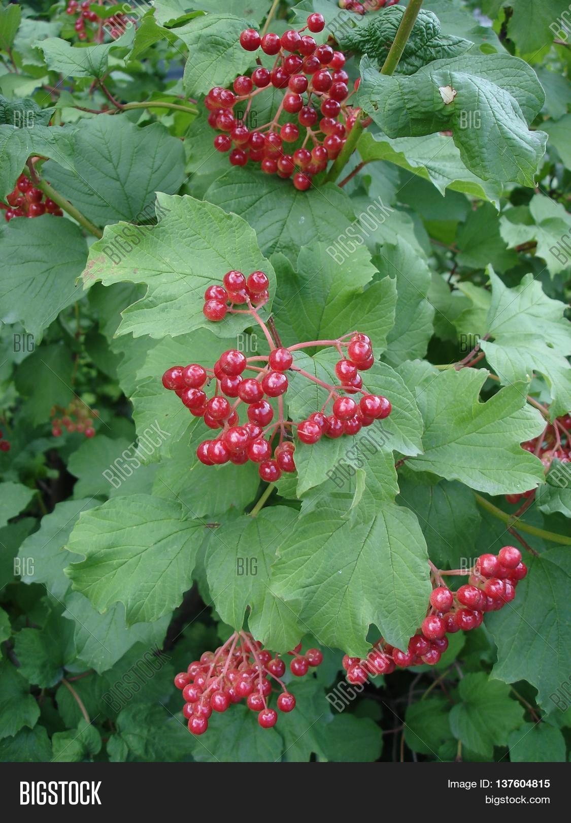 Viburnum Opulus Shrub Image & Photo (Free Trial) | Bigstock