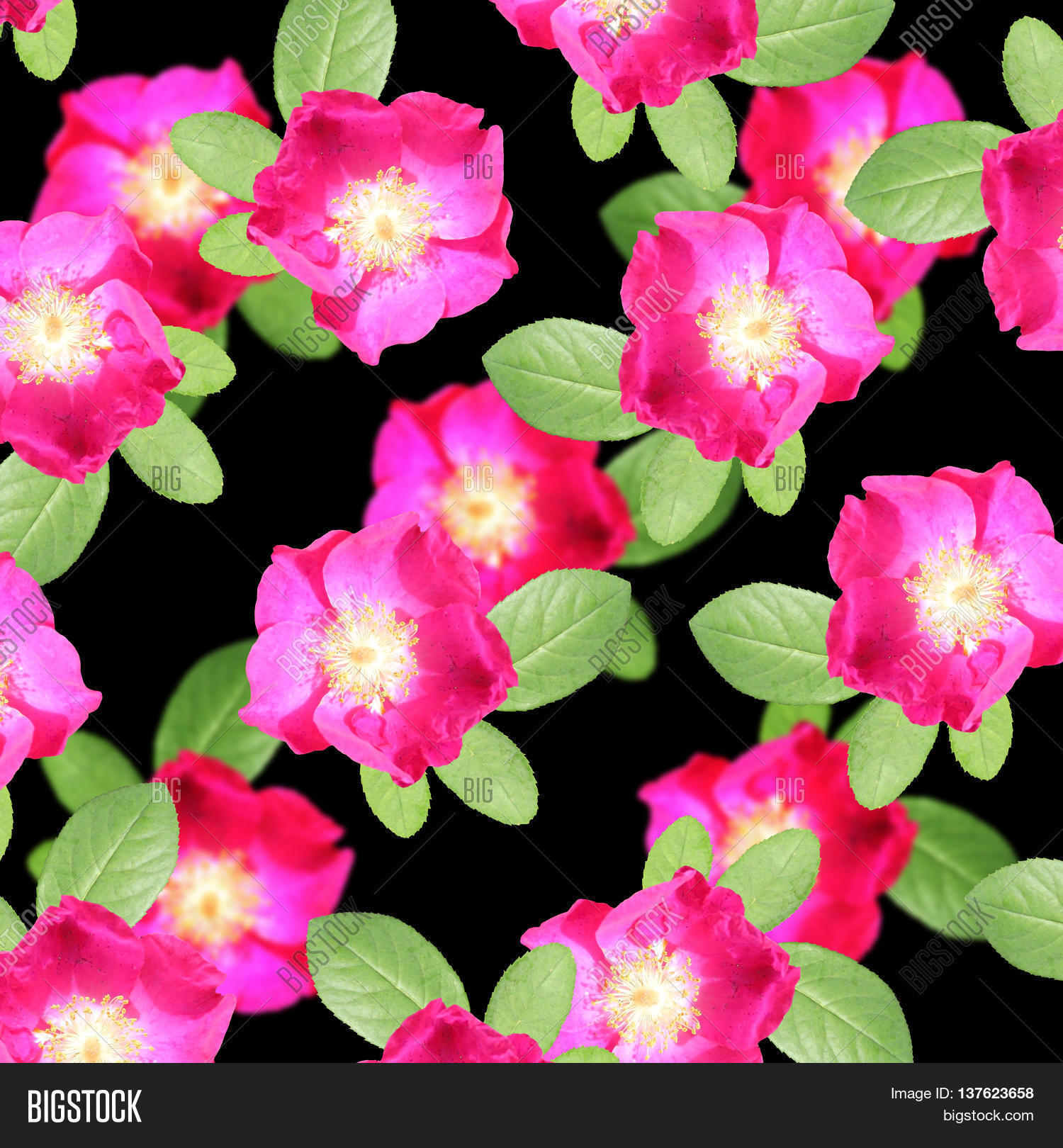 Delicate Floral Image & Photo (Free Trial) | Bigstock