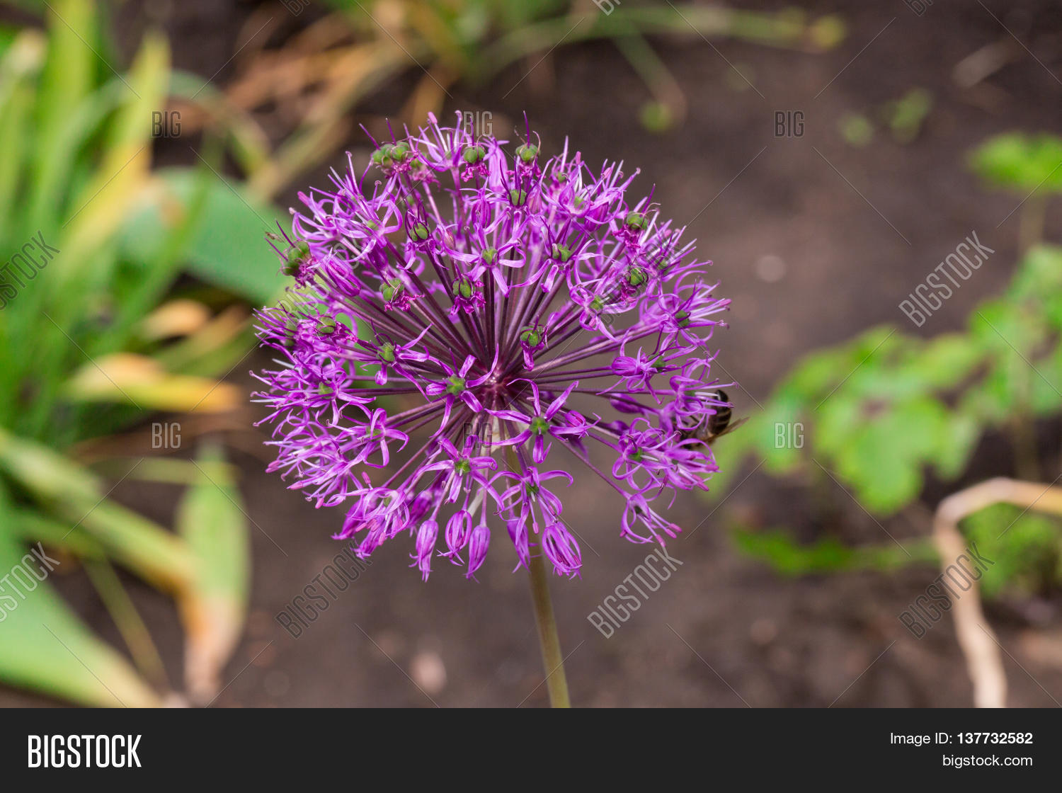 Bees On Allium Image & Photo (Free Trial) | Bigstock