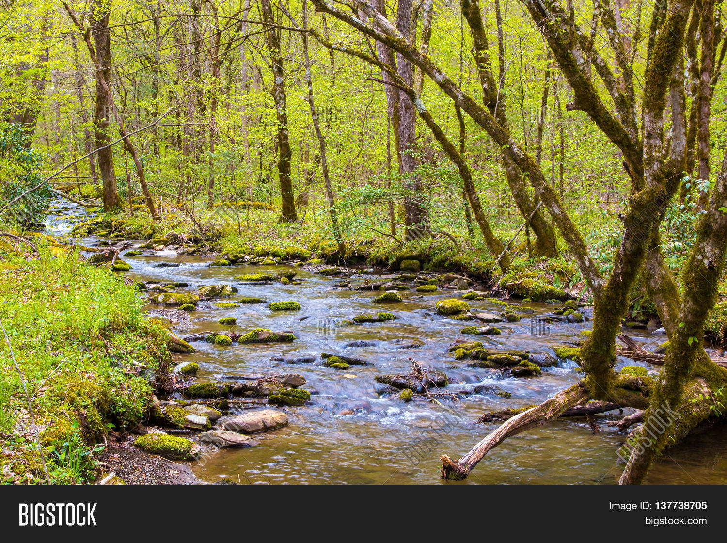 Small Forest Creek Image & Photo (Free Trial) | Bigstock