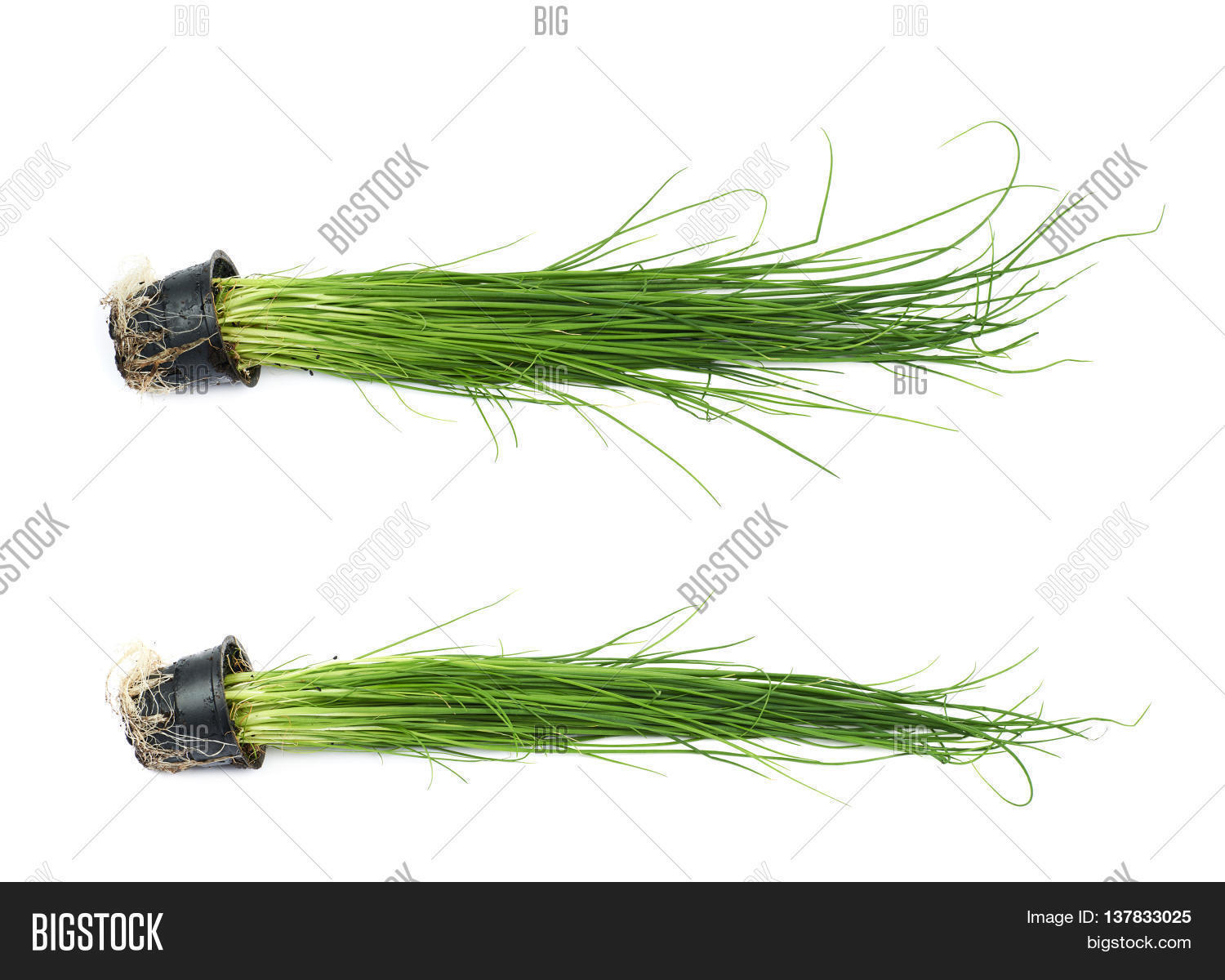 Green Onion Scallions Image & Photo (Free Trial) | Bigstock