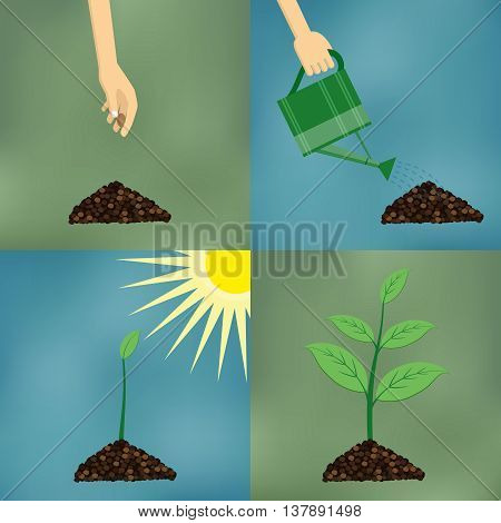 How Grow Tree Seed Vector & Photo (Free Trial) | Bigstock