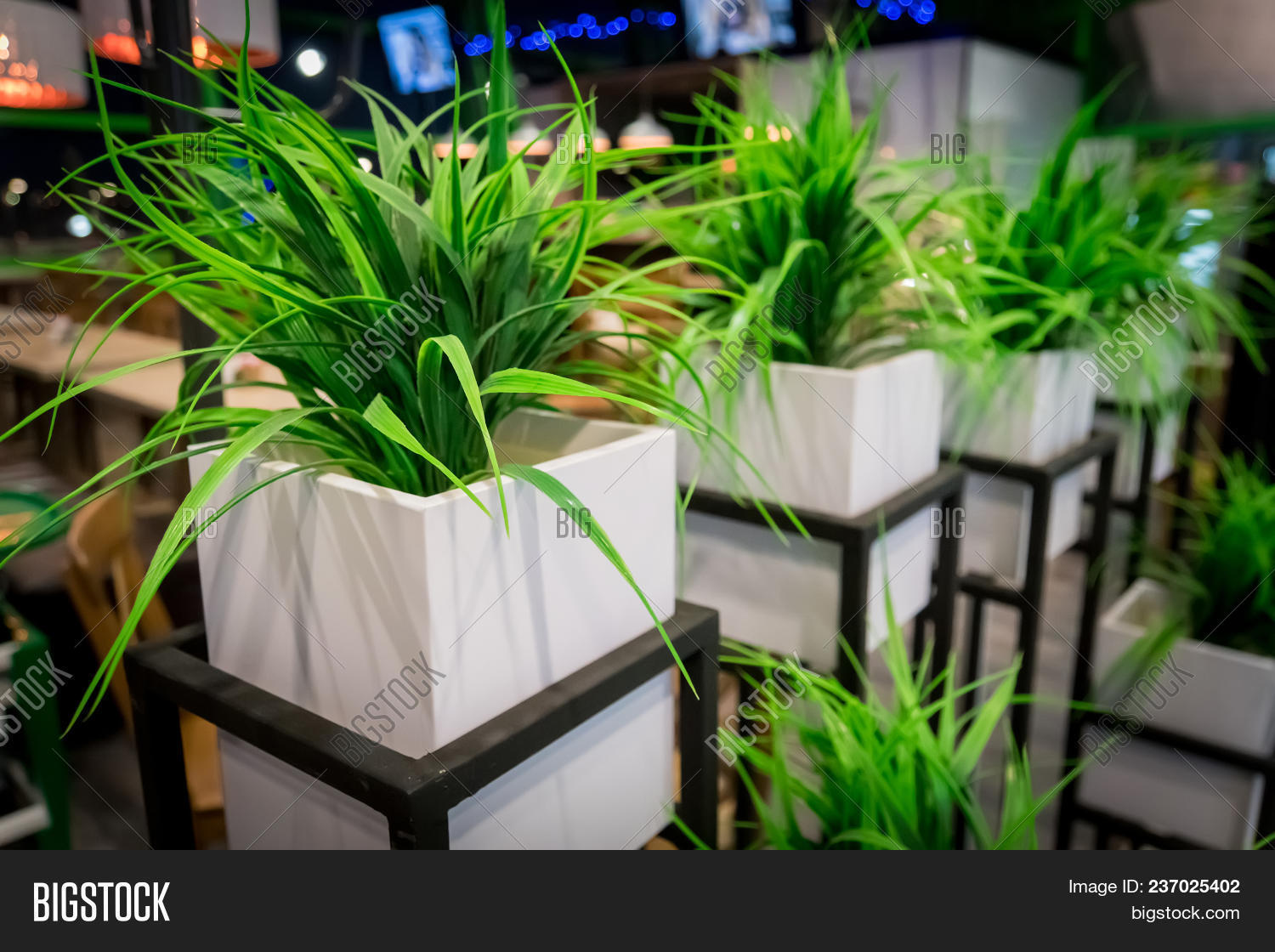 Yucca, House Plant Pot Image & Photo (Free Trial) | Bigstock