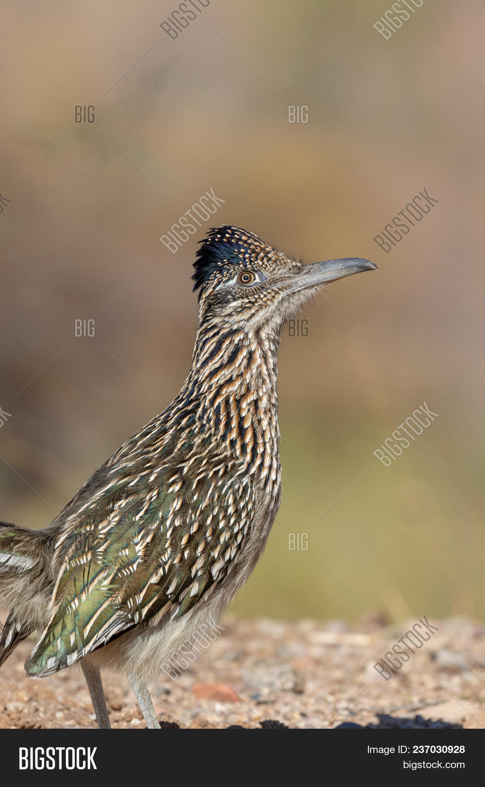 Cute Roadrunner Image & Photo (Free Trial) | Bigstock