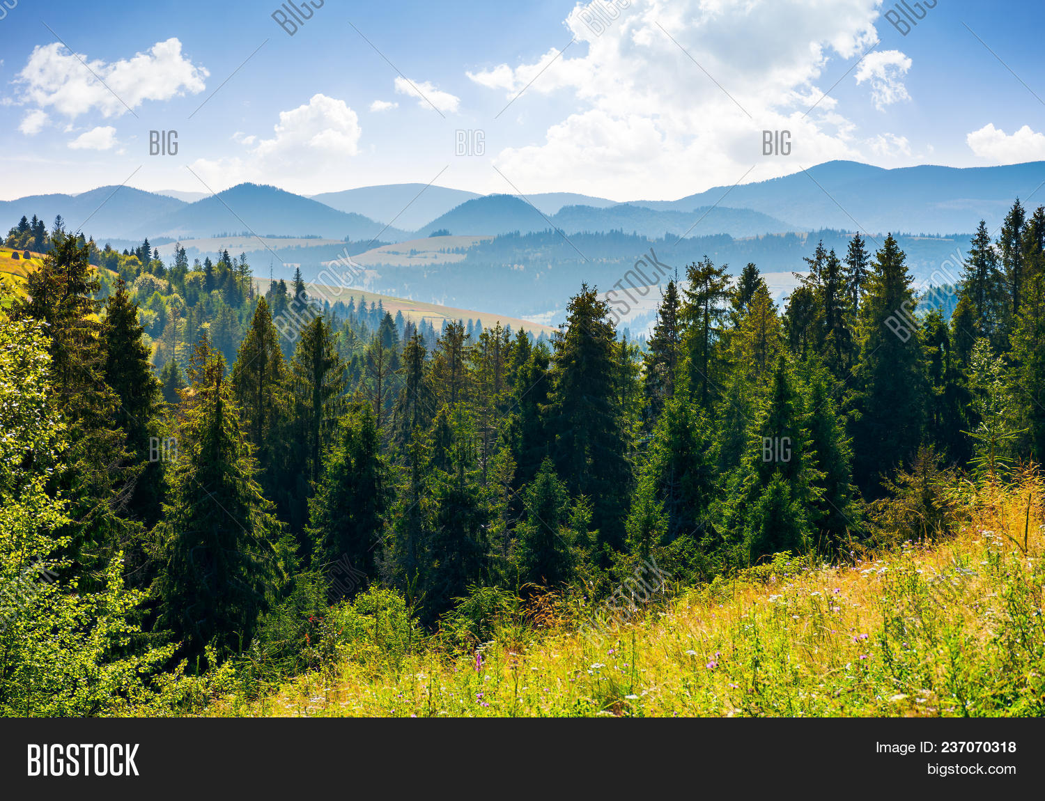 Spruce Forest Image & Photo (Free Trial) | Bigstock