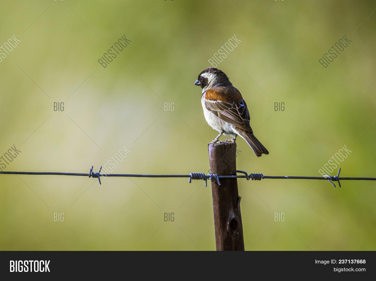 Cape Sparrow Image & Photo (Free Trial) | Bigstock