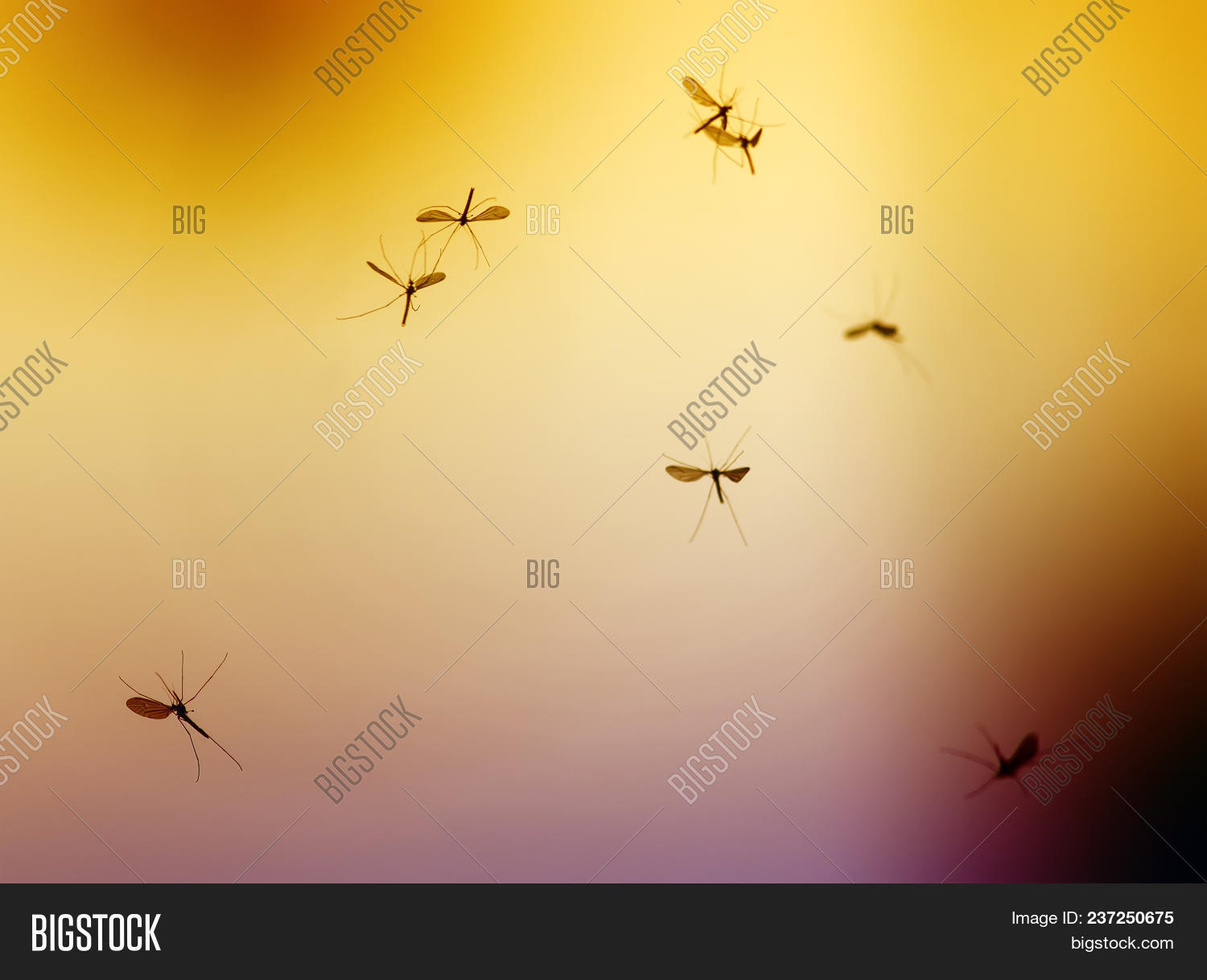 Swarm Mosquito Insects Image & Photo (Free Trial) | Bigstock