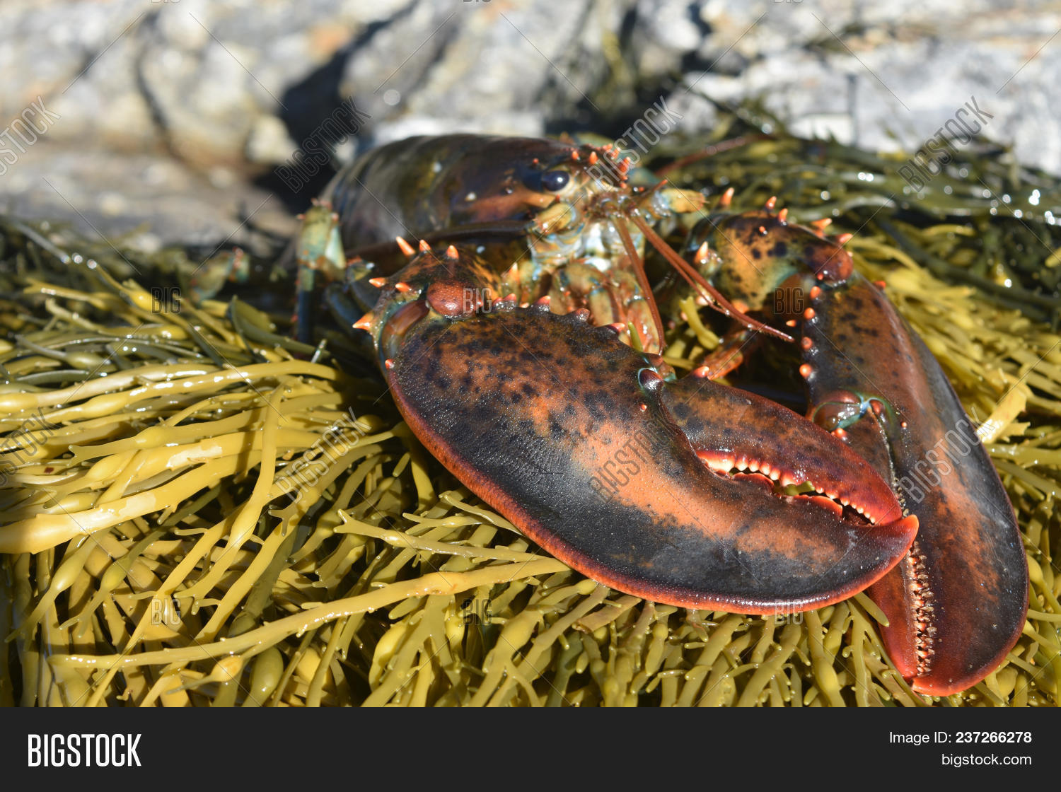 Pretty Photo Red Image & Photo (Free Trial) | Bigstock