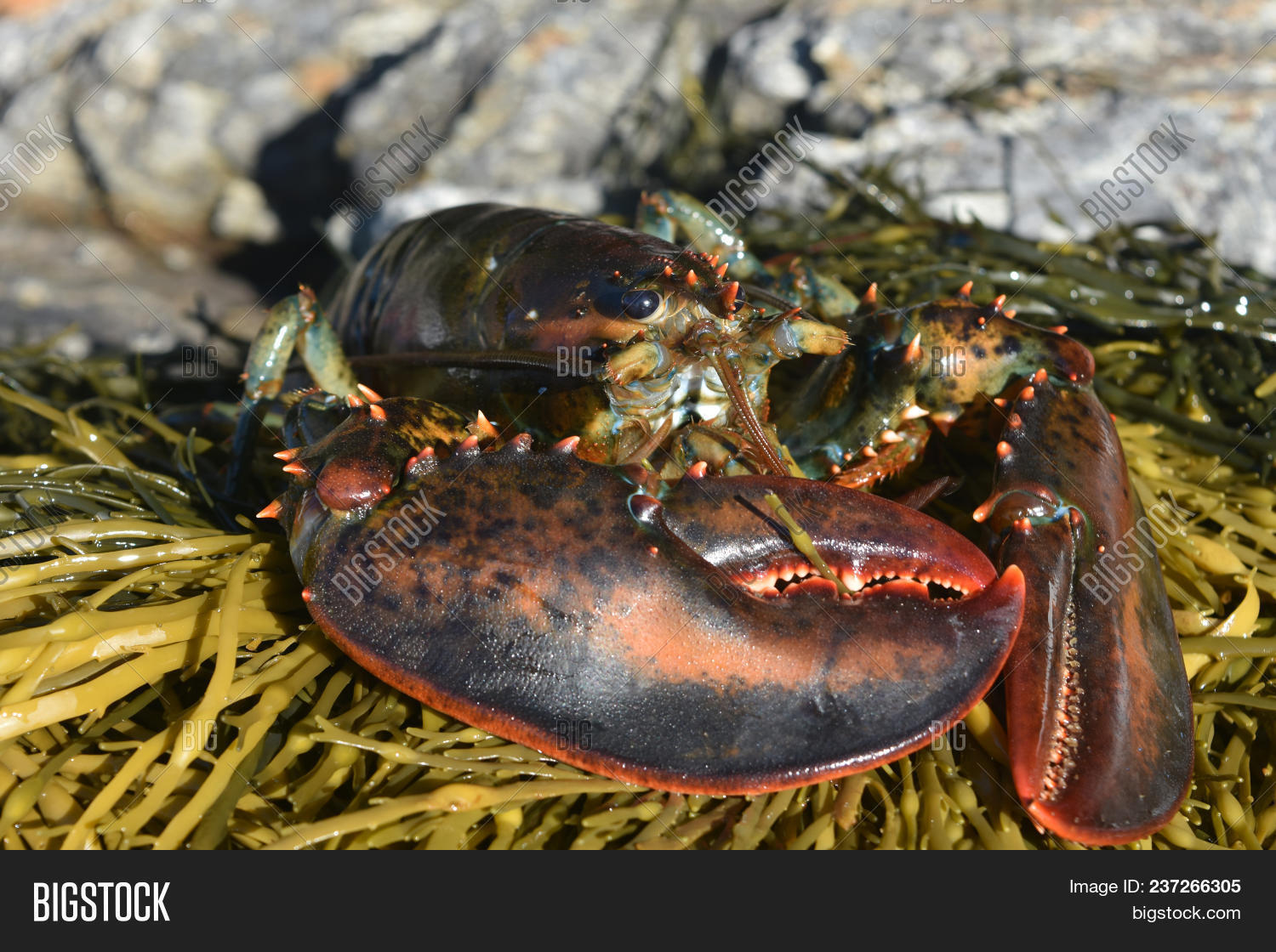 Beautiful Red Lobster Image & Photo (Free Trial) | Bigstock