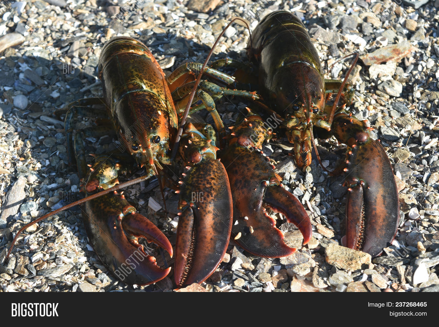 Pretty Red Lobsters On Image & Photo (Free Trial) | Bigstock