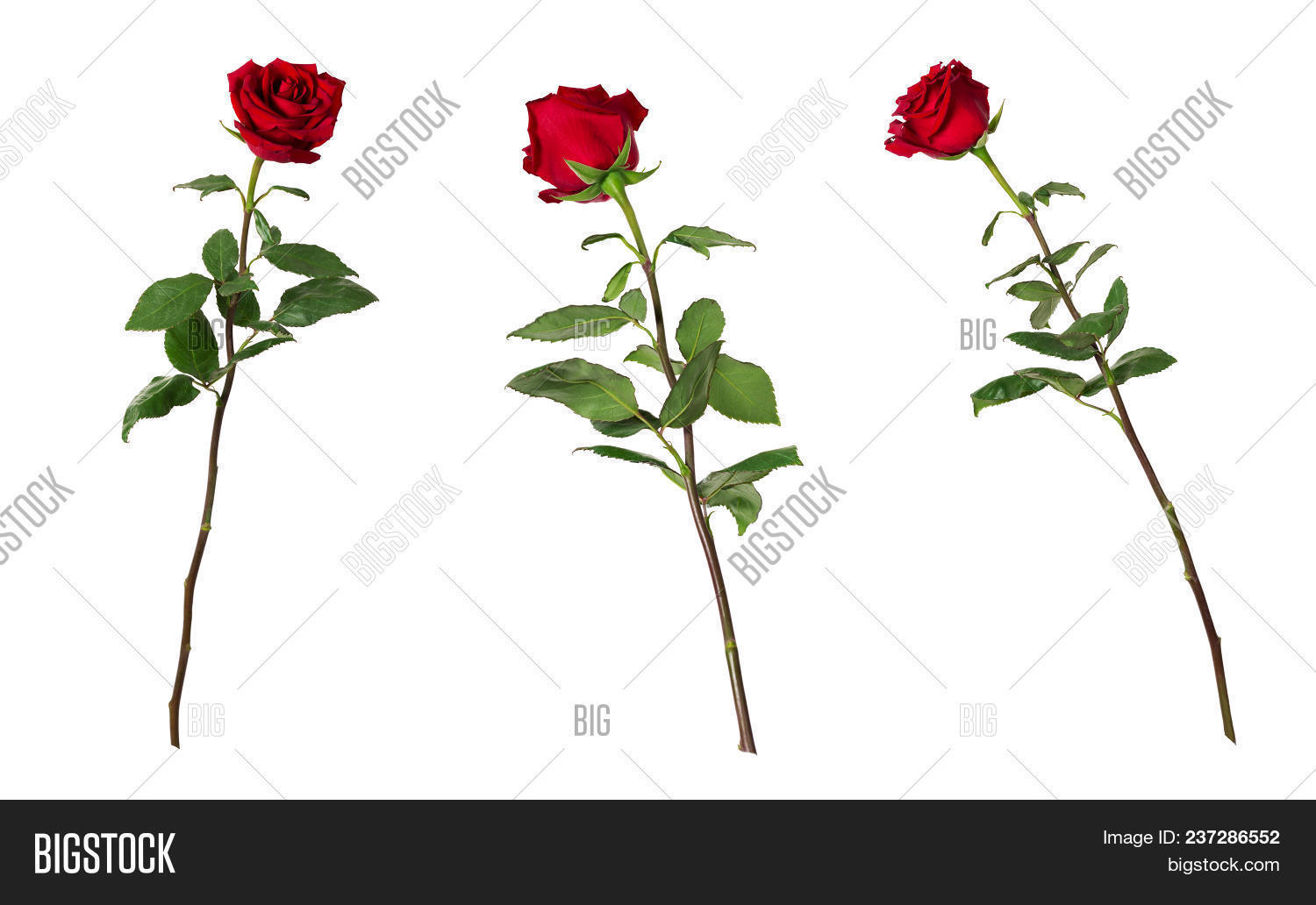 Set Three Beautiful Image & Photo (Free Trial) | Bigstock