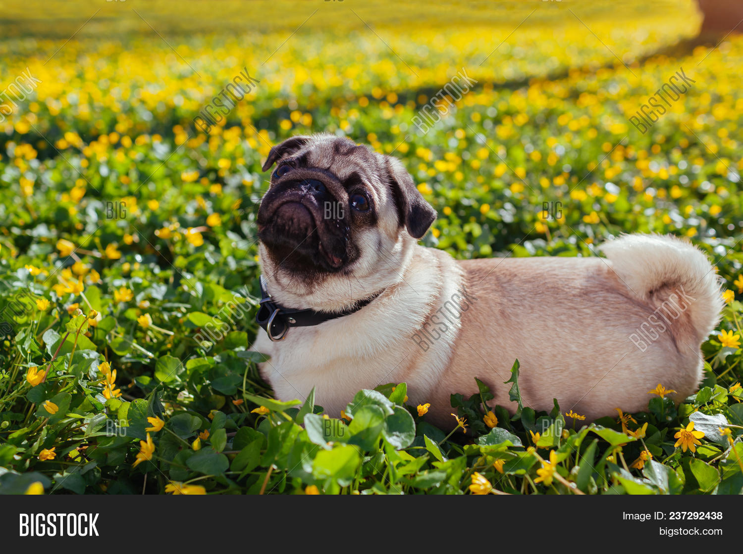 Pug Dog Walking Spring Image & Photo (Free Trial) | Bigstock