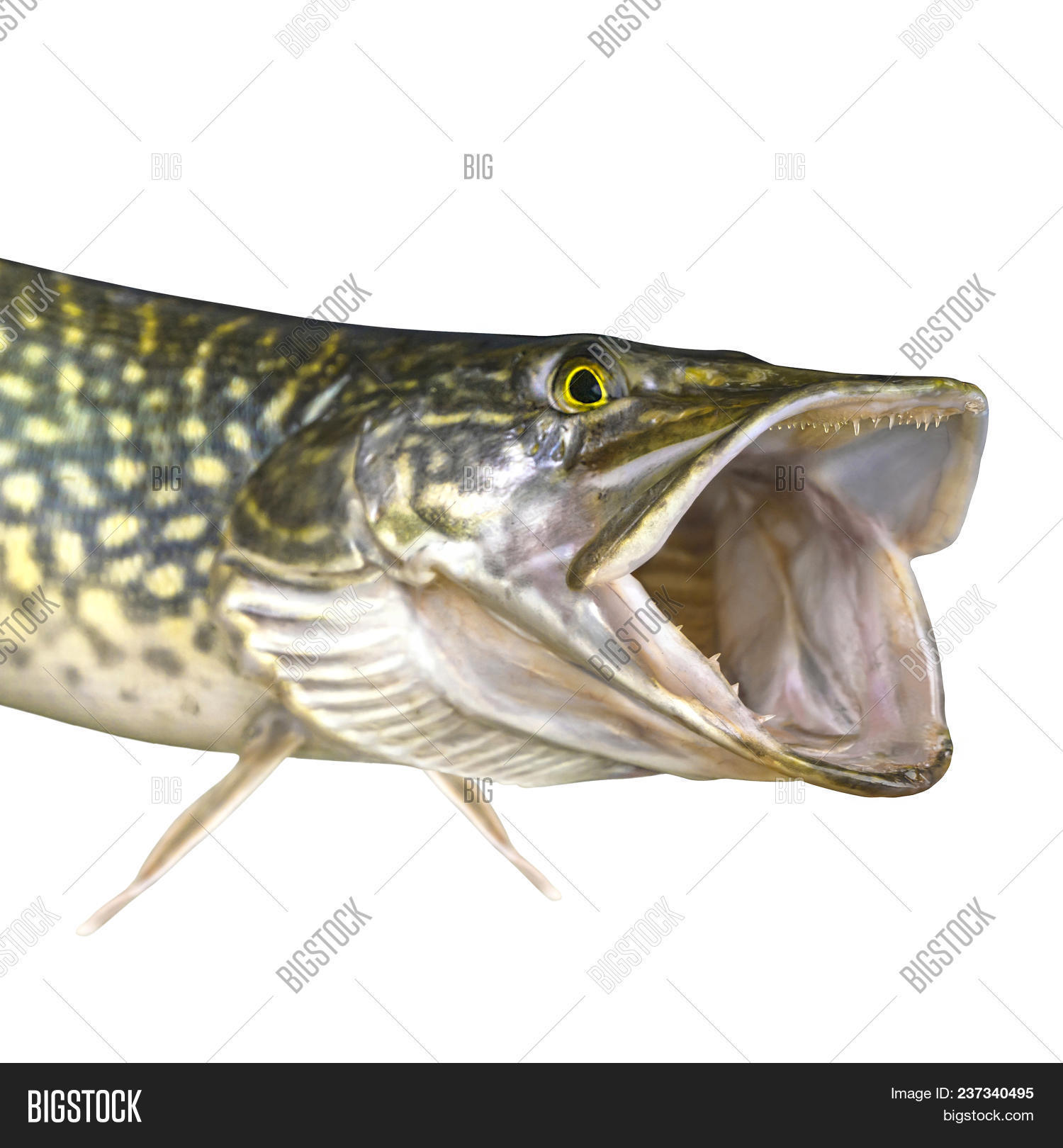 Pike Fish Isolated On Image & Photo (Free Trial) | Bigstock