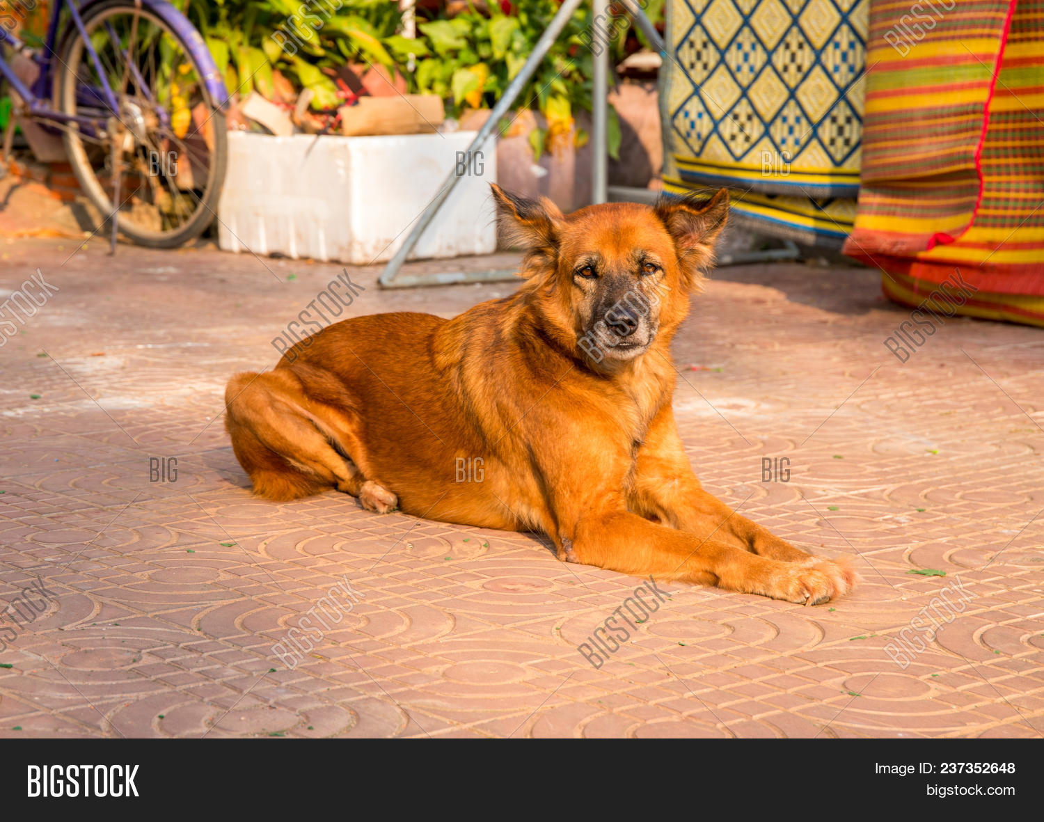 Old Dog On City Street Image & Photo (Free Trial) | Bigstock